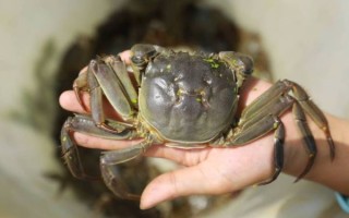 河蟹怎么养殖_河蟹养殖技术要点
