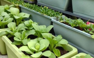 鸡毛菜怎么种_鸡毛菜种植注意事项