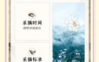 黄山毛尖属于什么茶_黄山毛尖是绿茶吗