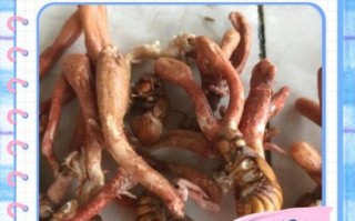 金蝉花怎么吃_金蝉花有什么功效