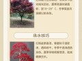 枫树怎么养_枫树叶子变红的原因