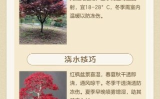 枫树怎么养_枫树叶子变红的原因
