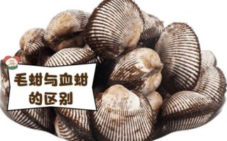 血蛤是什么东西_血蛤和毛蚶区别