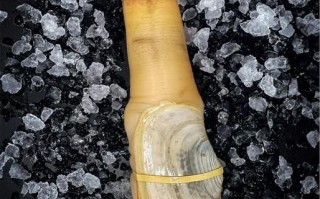 象拔蚌像什么_象拔蚌外形像哪种动物