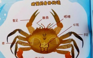 螃蟹有几条腿_螃蟹几条腿正确答案