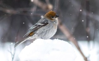 暴风雪中的白鸟_白鸟象征什么