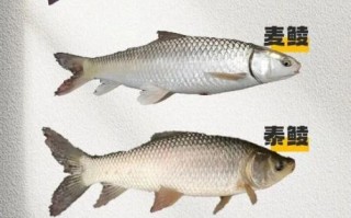 鲮鱼种类有哪些_如何区分土鲮与泰鲮