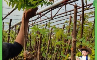 香椿苗多少钱一棵_香椿苗价格行情