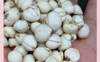 4岁川贝粉用量_川贝粉一次吃多少