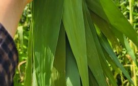 芦苇叶包粽子要不要煮一下_芦苇叶怎么处理