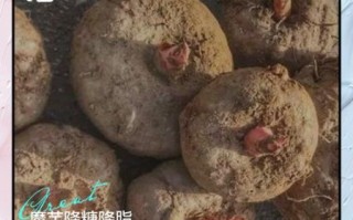 魔芋的功效与作用禁忌_魔芋怎么吃才健康