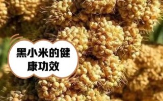 黑小米的功效与作用_黑小米怎么吃最养肾