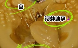 家里养河蚌破坏风水吗_河蚌风水禁忌