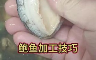 鲍鱼怎么清洗_鲍鱼的家常做法