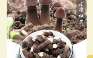 黑皮鸡枞菌多少钱一斤_黑皮鸡枞菌怎么做好吃