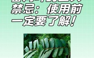 长期喝番泻叶20年副作用_番泻叶长期用安全吗