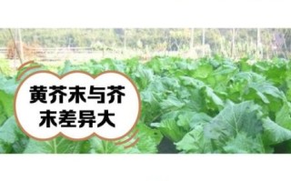 黄芥末怎么做_黄芥末和绿芥末区别