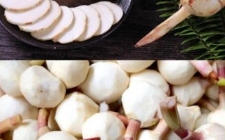 茨菰图片长什么样_茨菰和马蹄的区别