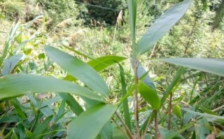 箬怎么读拼音_箬字的意思和用法