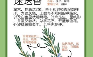 迷迭香殊娓是什么_迷迭香殊娓功效与作用