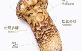 鲜松茸怎么清洗_鲜松茸炖汤做法