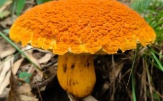 黄粘盖牛肝菌能吃吗_黄粘盖牛肝菌怎么区分