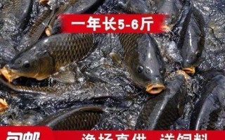 鲤鱼苗怎么养_鲤鱼苗价格多少钱一斤