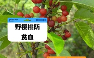 野樱桃能吃吗_野樱桃和家樱桃区别