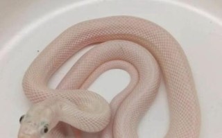 玉米蛇品种大全图片_玉米蛇哪个品种最好养