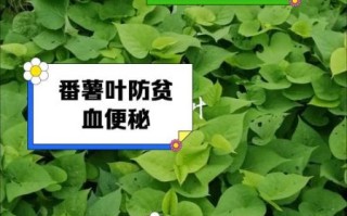 红薯叶致癌是真的吗_红薯叶吃多了会中毒吗