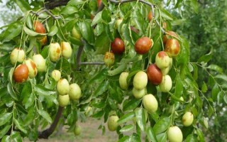 地理枣产地在哪里_地理枣功效与作用