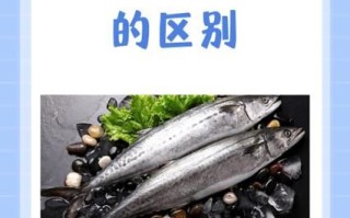 鲐鲅鱼怎么读_鲐鲅鱼和鲅鱼的区别