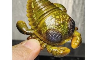 板足鲎是什么动物_板足鲎与鲎的区别