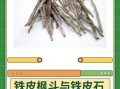 石斛和铁皮石斛的区别_哪个更好