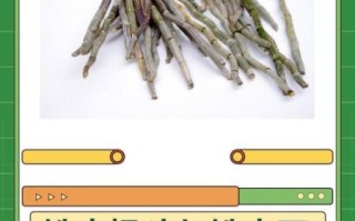 石斛和铁皮石斛的区别_哪个更好