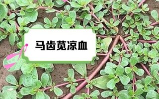 马齿苋能治前列腺炎吗_前列腺炎吃马齿苋多久见效