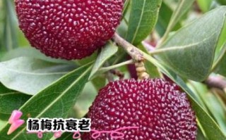 吃杨梅有什么好处和禁忌_哪些人不能吃杨梅