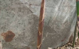 地理笋是什么_地理笋产地在哪里