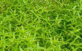 白花蛇舌草图片大全_白花蛇舌草长什么样