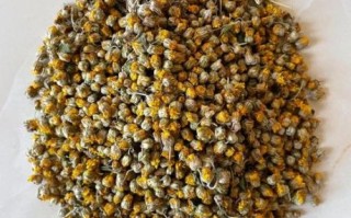 野菊花有什么功效与作用_野菊花图片长什么样