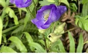 乌头类药材有哪些_乌头类药材毒性如何