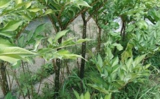 魔芋图片大全大图_魔芋长什么样