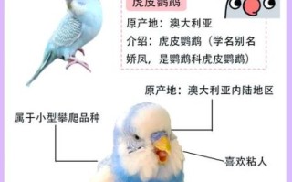 虎皮鹦鹉吃什么_虎皮鹦鹉不能吃什么