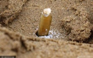 为什么禁止用盐捉竹节蛏_国家新规如何执行