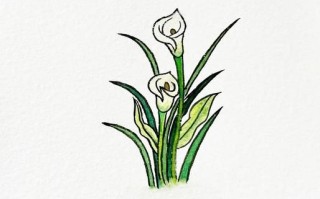 马蹄莲简笔画步骤_马蹄莲图片怎么画好看