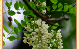 河南洋槐花什么时候开花_河南槐花最佳观赏期