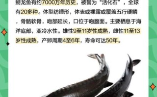 鲟鱼种类有哪些_鲟鱼品种怎么区分