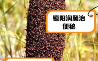 锁阳的副作用有哪些_锁阳什么人不能吃