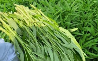 空心菜是万毒之王吗_空心菜重金属超标真相