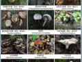 野生蘑菇的种类图片及名称大全_如何辨别可食用与毒蘑菇